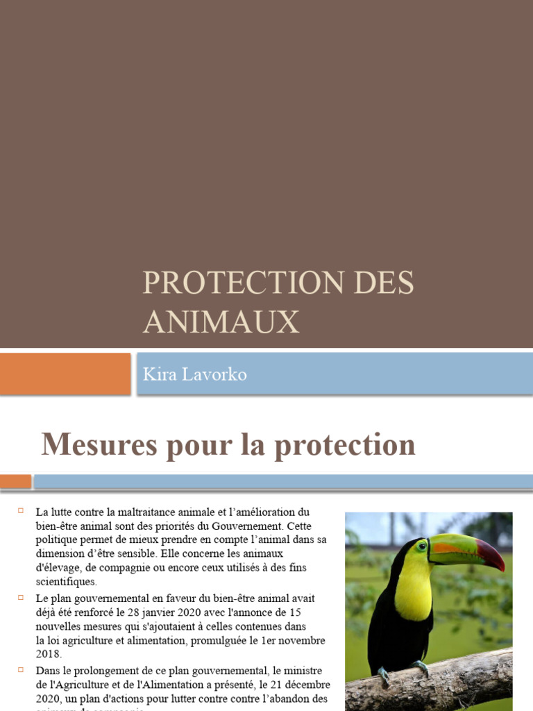 Protection Des Animaux | PDF | Abattoir | Cochon
