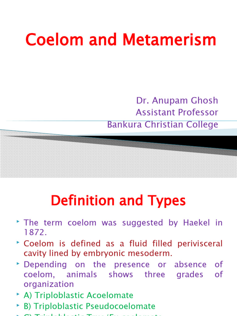 Evolution of Coelom and Metamerism | PDF | Zoology | Anatomy