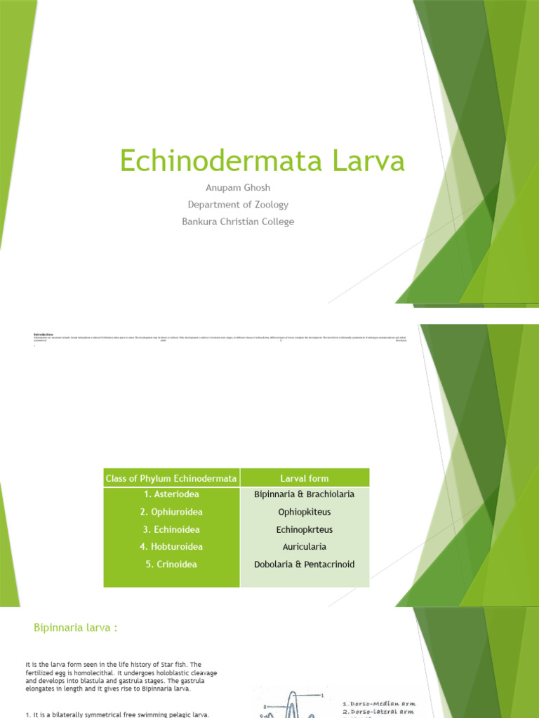 Echinodermata Larval Forms Explained | PDF | Organisms | Zoology