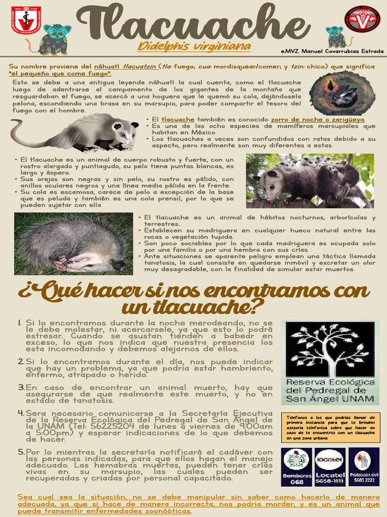 Características y cuidados del tlacuache | PDF | Órdenes de mamíferos ...