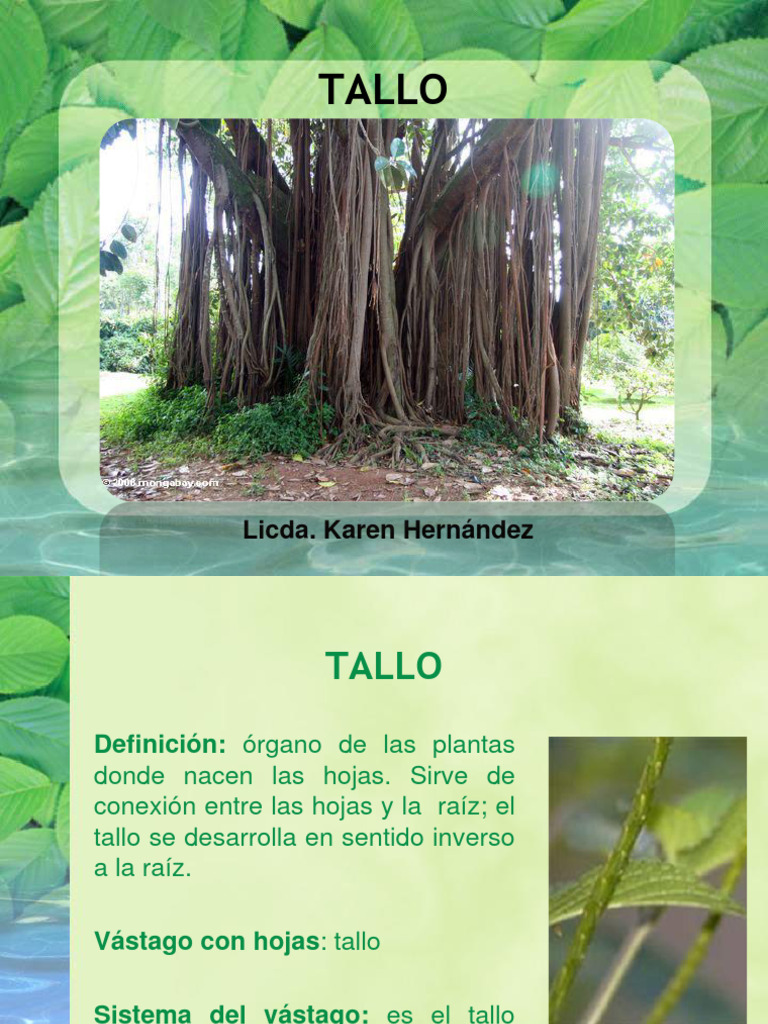 Estructura y Función del Tallo en Plantas | PDF | Tallo de la planta | Hoja