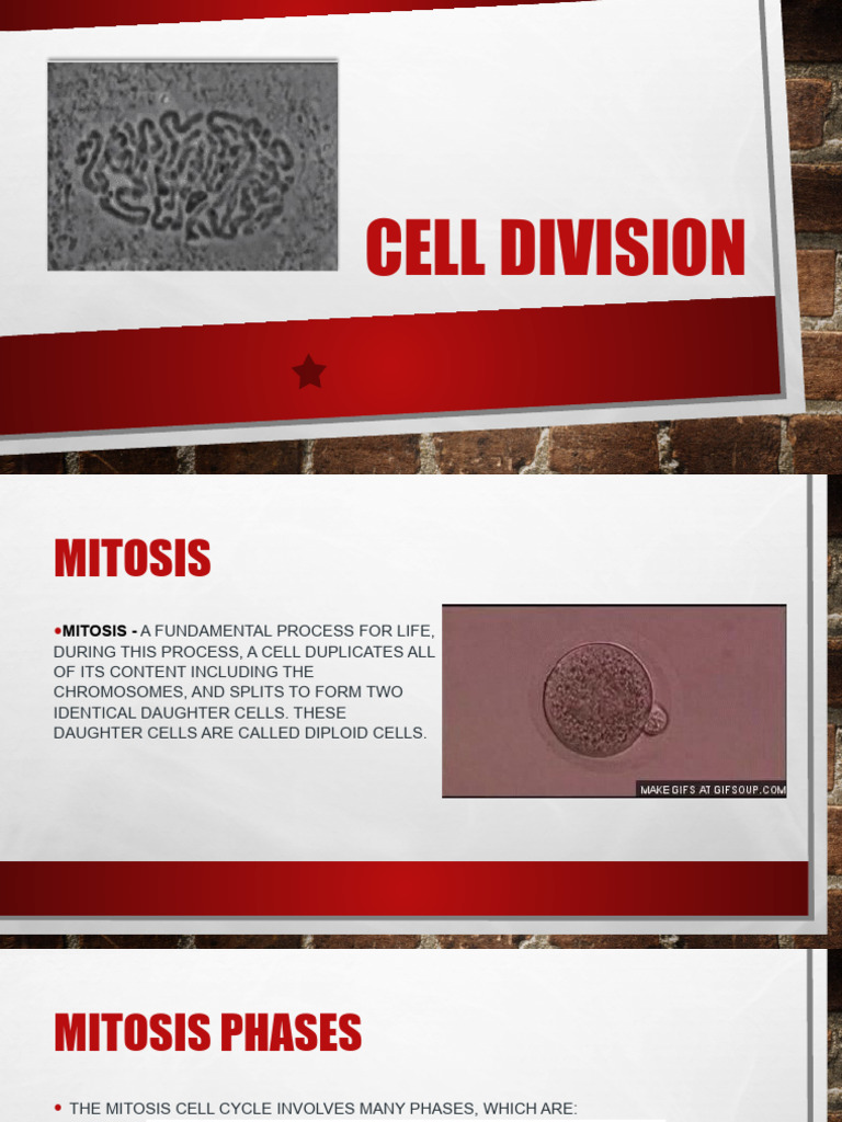 Cell Division | PDF | Mitosis | Meiosis