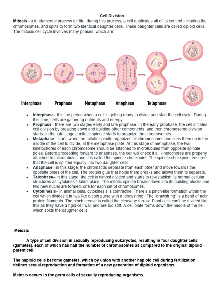 Cell Division | PDF | Meiosis | Mitosis