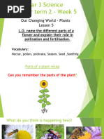 Pollination Worksheet Stage 5 Worksheet | PDF | Pollination | Science
