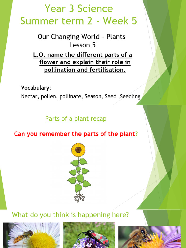 Science Lesson 5 Pollination and Fertilisation | PDF | Flowers | Pollination