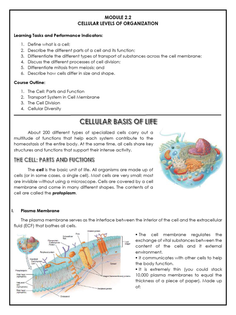 MODULE 2.2 Cellular Level of Organization | PDF | Meiosis | Mitosis