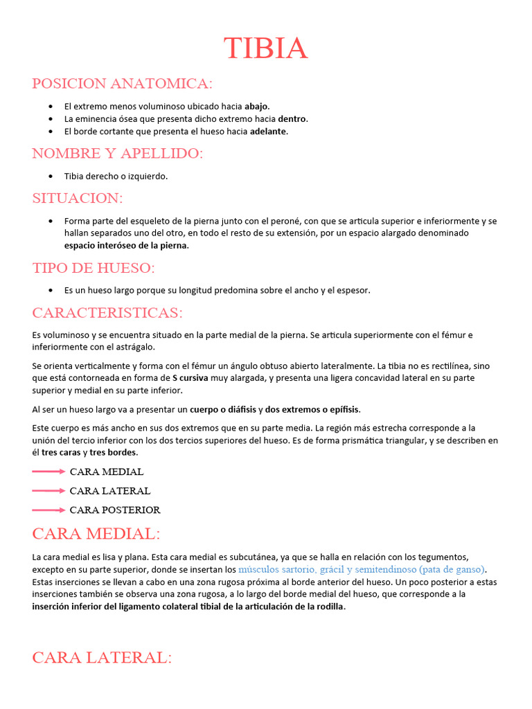 Anatomía y características de la tibia | PDF | Anatomía del miembro ...