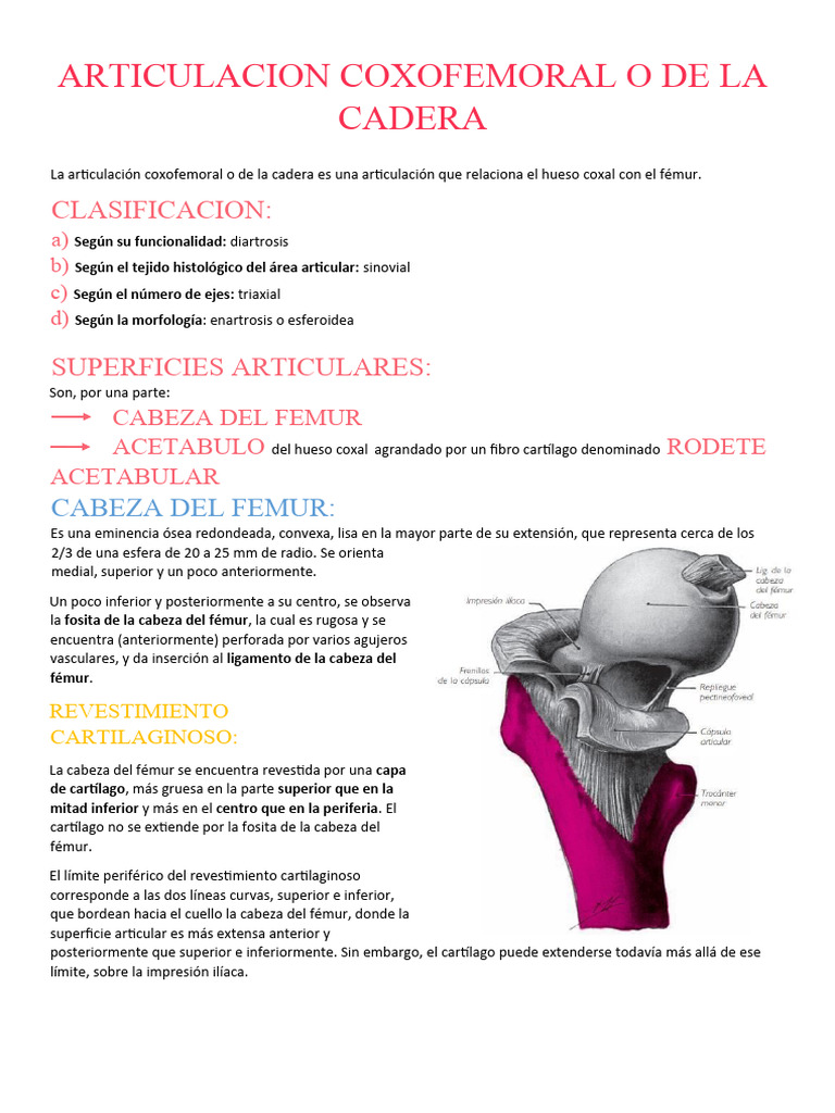 Articulacion Coxofemoral | PDF | Articulación | Anatomía humana