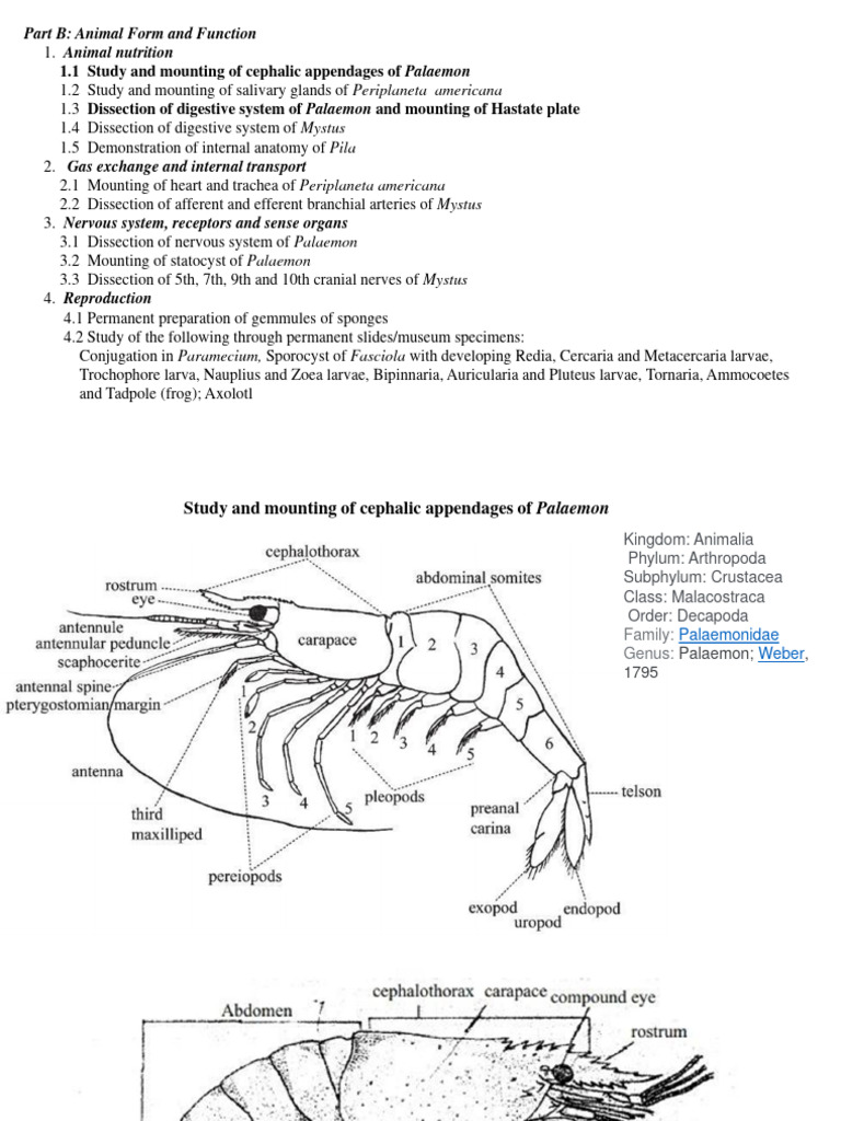 Prawn Anatomy: Appendages and Systems | PDF | Stomach ...