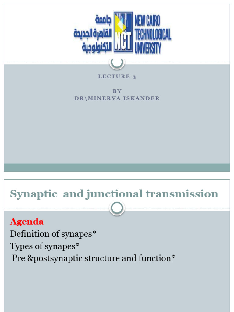 Lecture 3 | PDF | Chemical Synapse | Neurotransmitter Lecture 3 | PDF | Chemical Synapse | Neurotransmitter