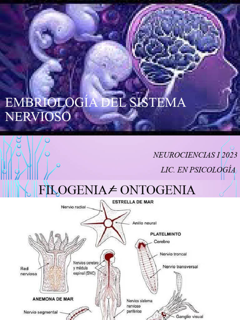 Filogenia Ontogenia SN Embriología Del SN 2023 | Descargar gratis PDF ...