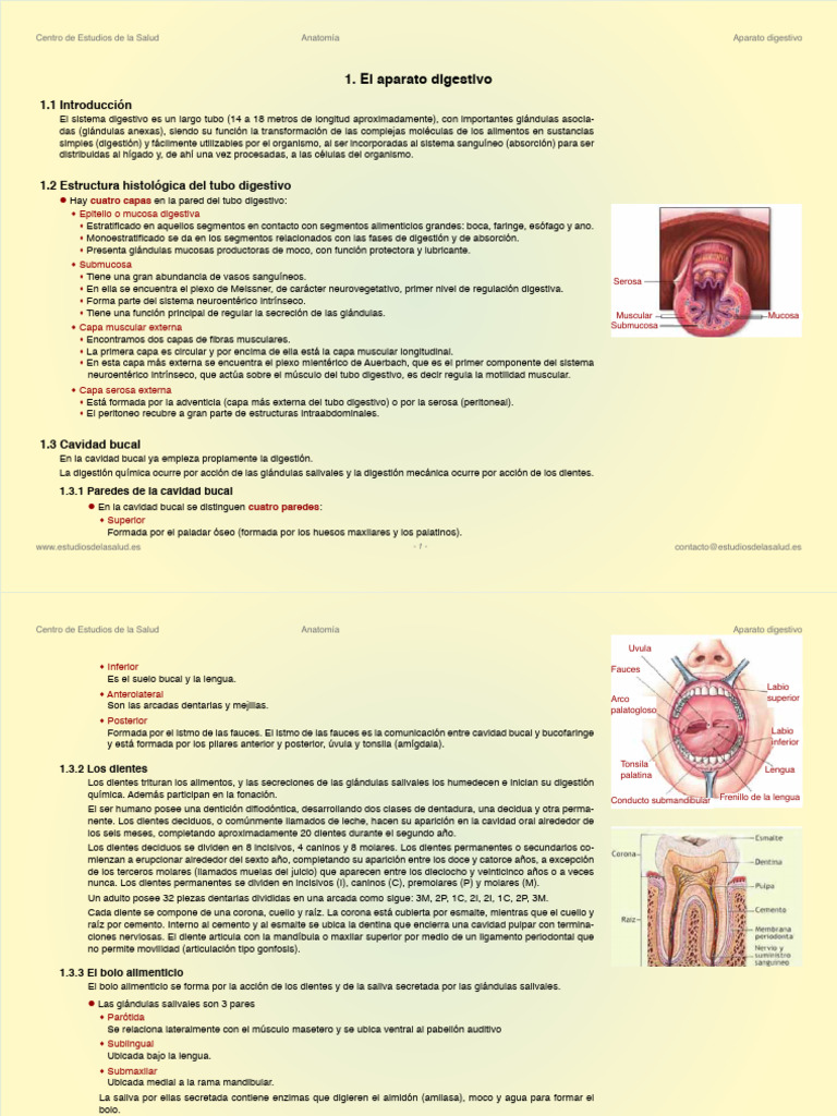 Estructura y Función del Aparato Digestivo | PDF | Tracto ...