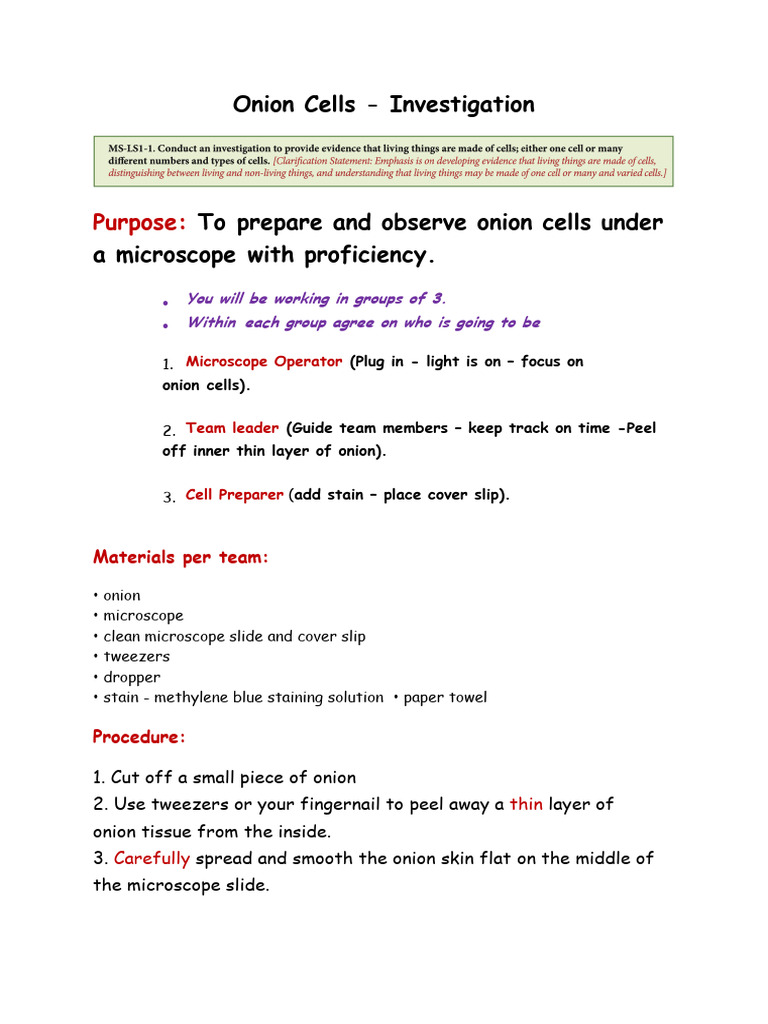 Onion Cells Investigation Hand Out | PDF | Science & Mathematics