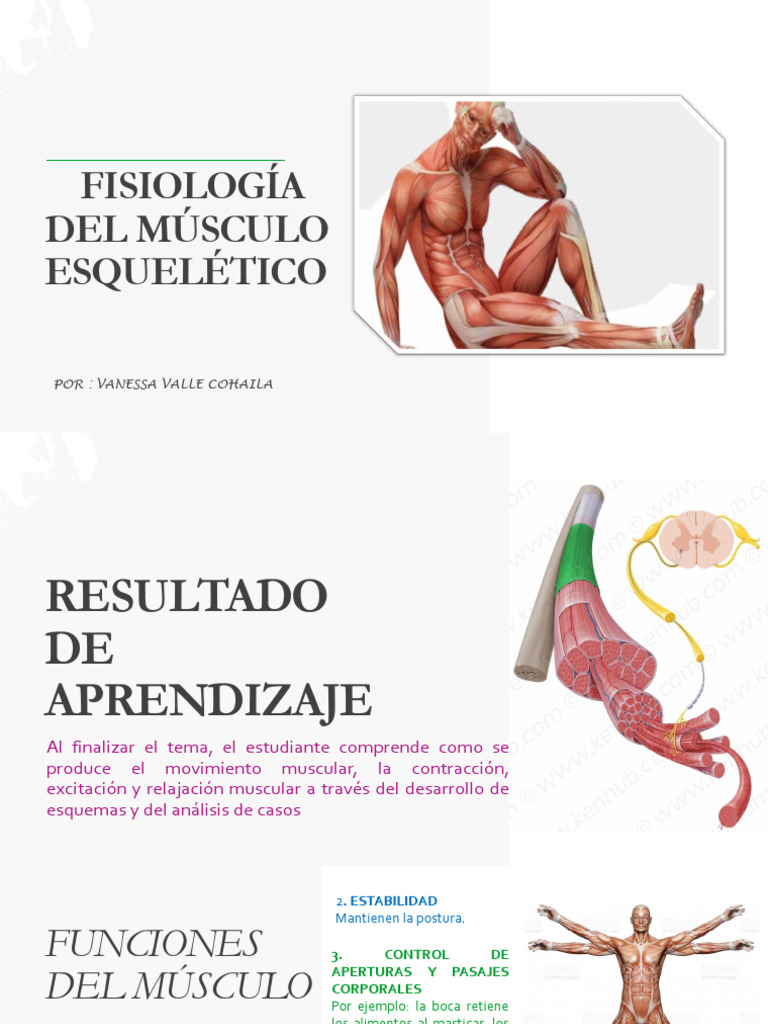 Funciones del Sistema Muscular Esquelético | PDF | Músculo esquelético ...