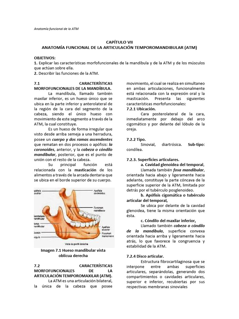 CAPÍTULO 7 Anatomía Funcional de La ATM | PDF | Articulación | Sistema ...