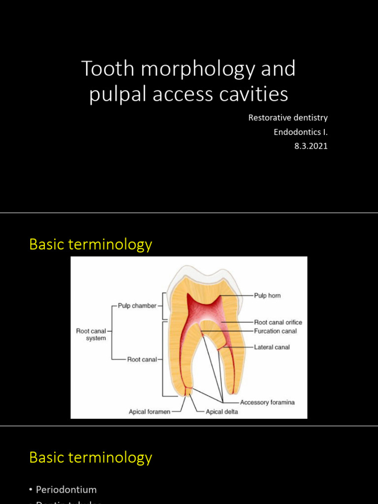 Access Cavities in Endodontics Explained | PDF | Animal Anatomy | Dentistry