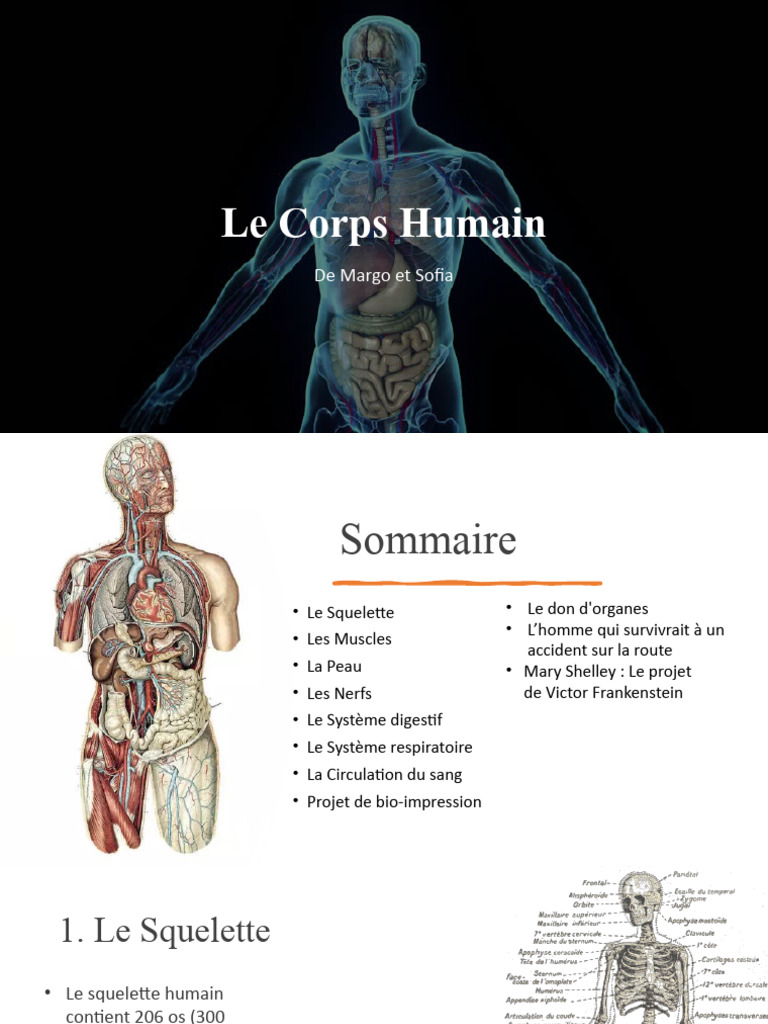 Corps Humain 1 | PDF | Système respiratoire | Sang