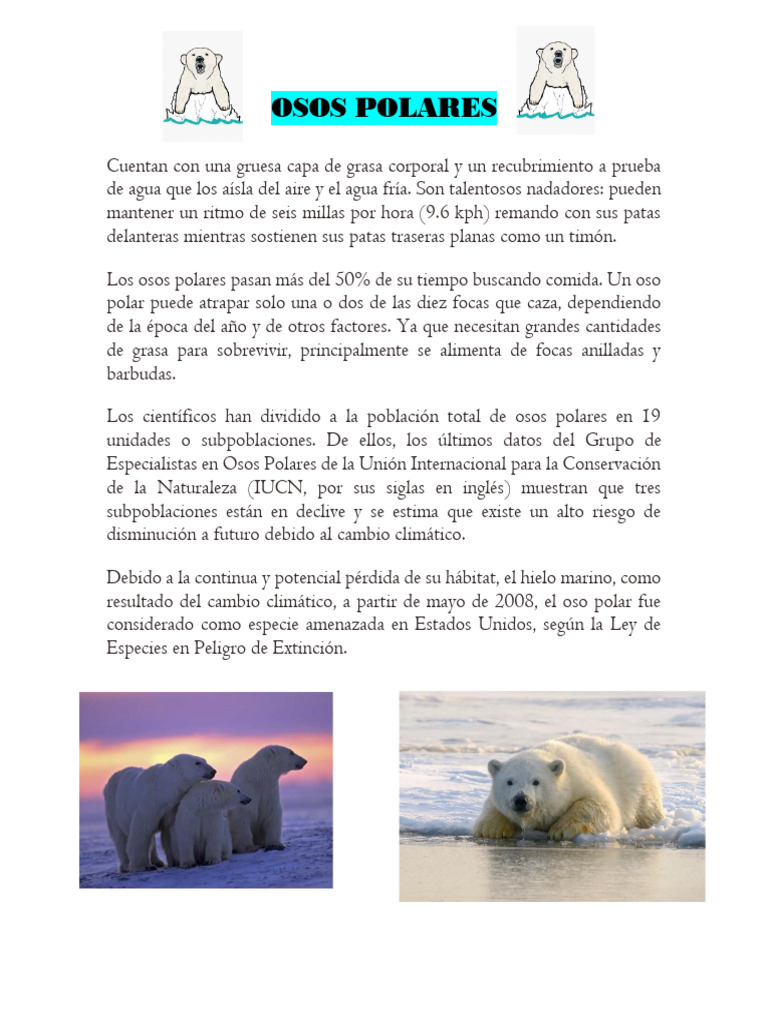 Osos Polares | PDF | Oso polar | Osos