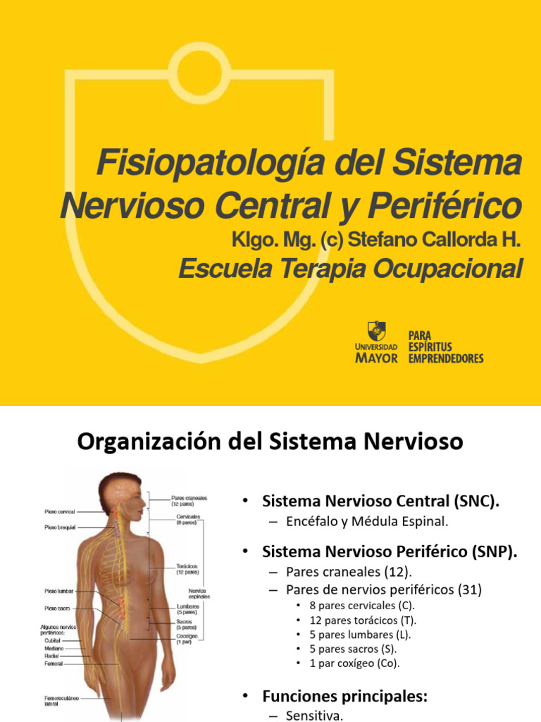 Clase SNC y SNP | PDF | Sistema nervioso central | Sistema nervioso