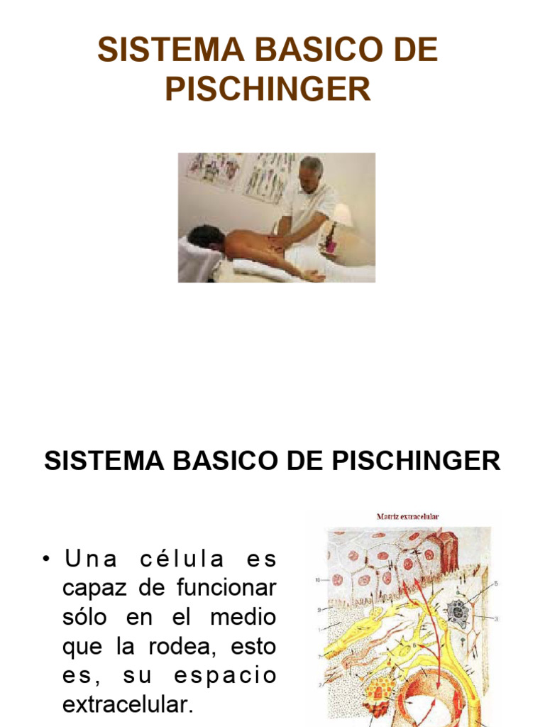 03 Sistema Basico de Pischinger | PDF | Sistema linfático | Biología ...