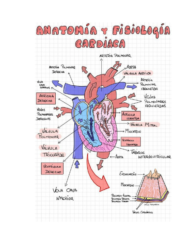 Anatomia y Fisiologia CARDIACA | PDF
