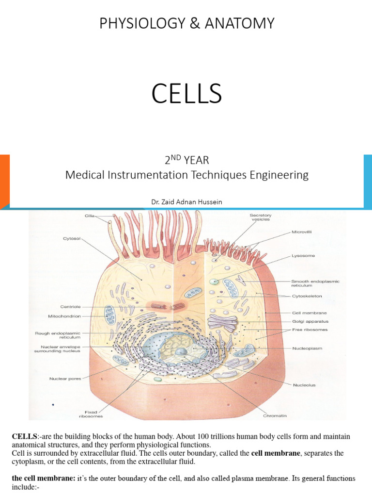 Physiology Anatomy (Cell) | PDF | Cell Membrane | Cell (Biology)