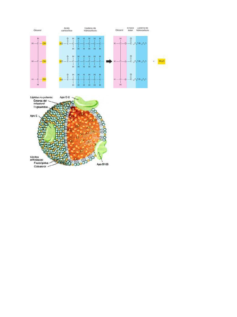 BCT II Práctica 16 Imagenes | PDF