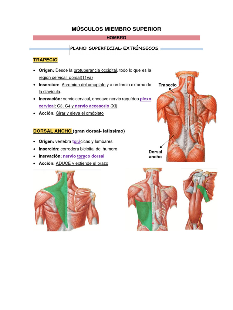 MÚSCULOS MIEMBRO SUPERIOR | PDF | Mano | Extremidades (anatomía)