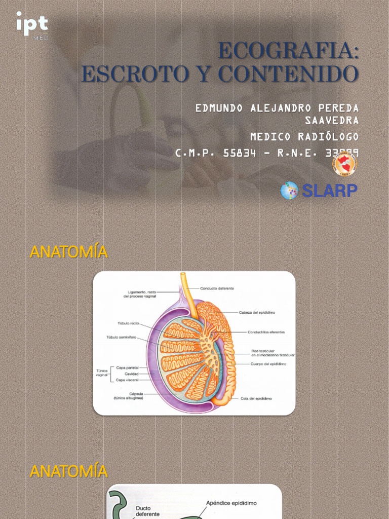 Ecografía del Escroto y Testículos | PDF | Testículo | Neoplasias