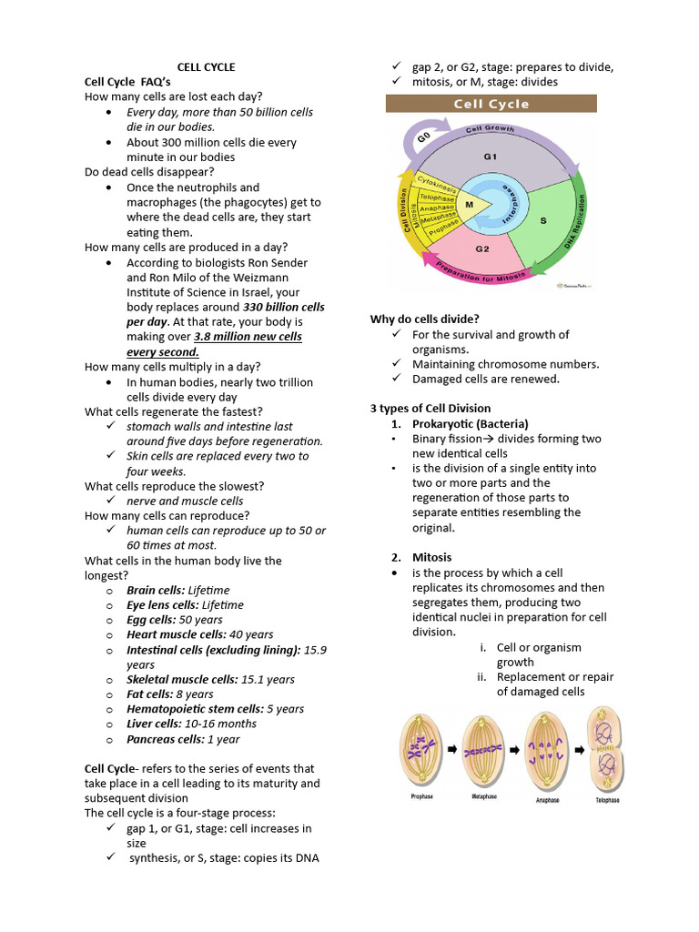 Cell Cycle | PDF | Meiosis | Mitosis
