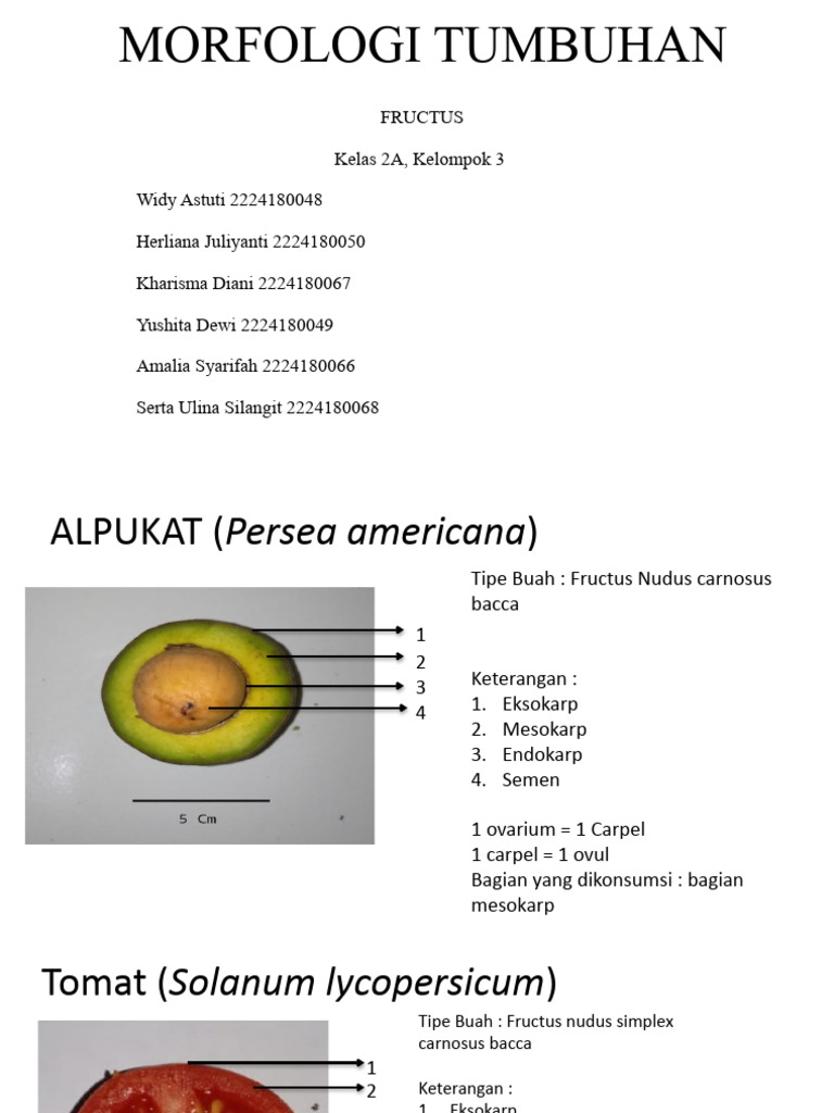 Morfologi Buah Berbagai Tanaman | PDF | Sains & Matematika
