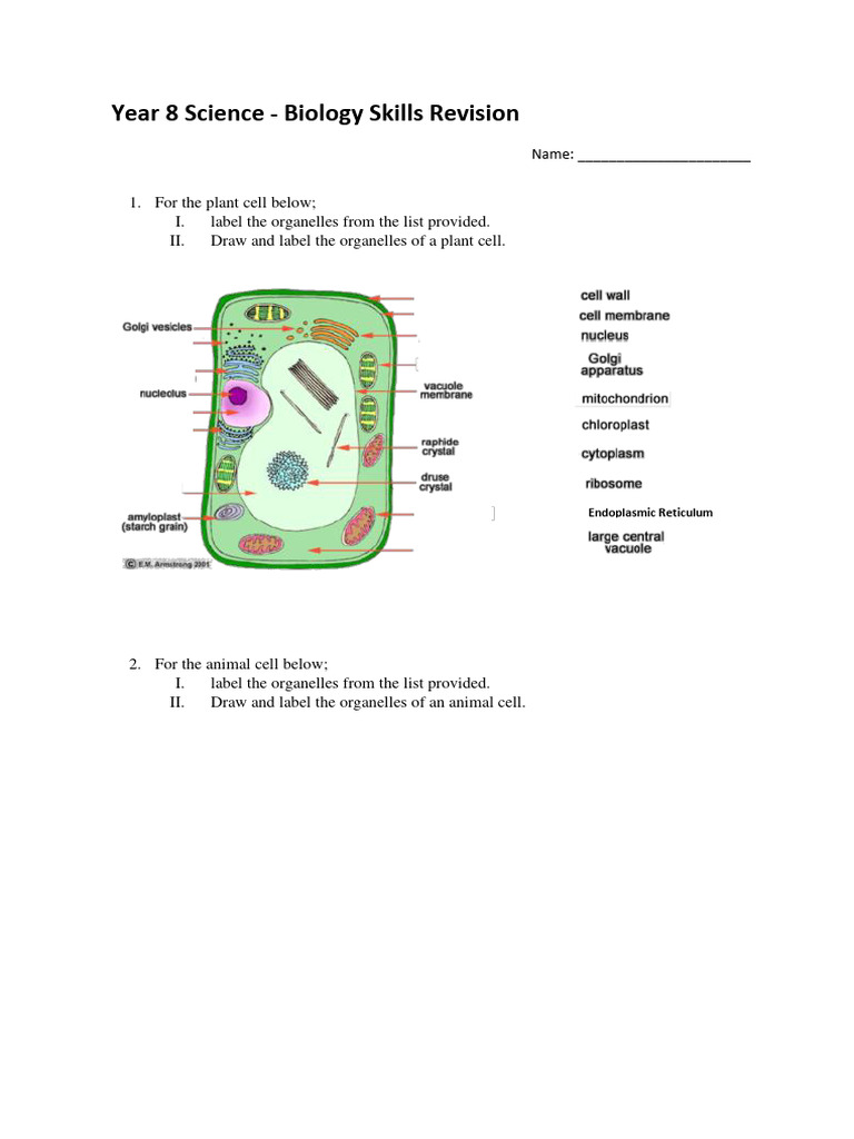 Year 8 Science Skills Revision | PDF | Cell (Biology) | Organelle