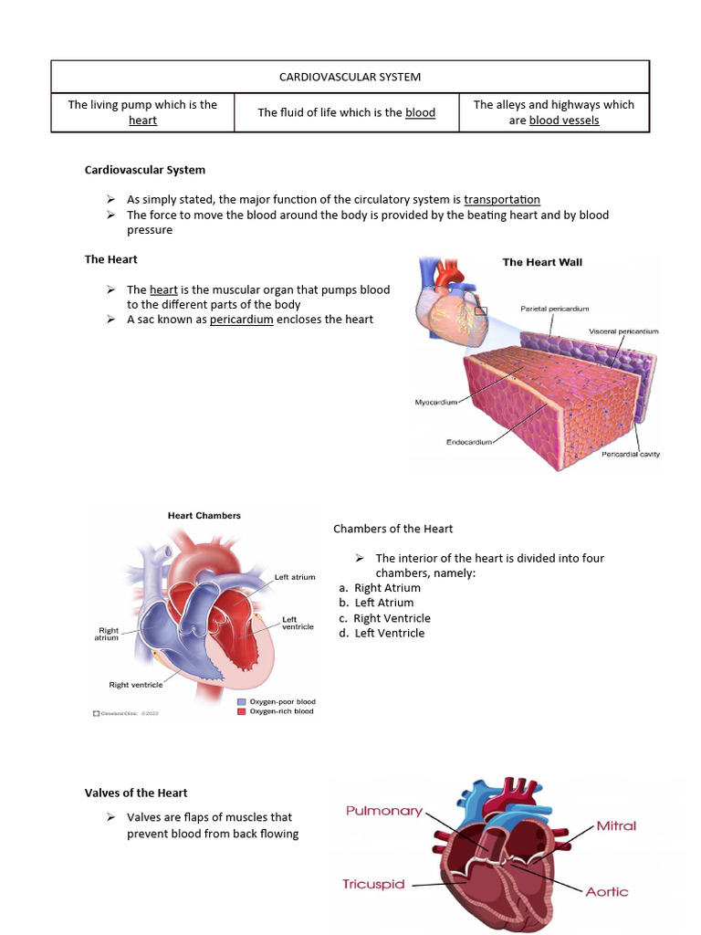 Cardiovascular System | PDF | Vein | Heart