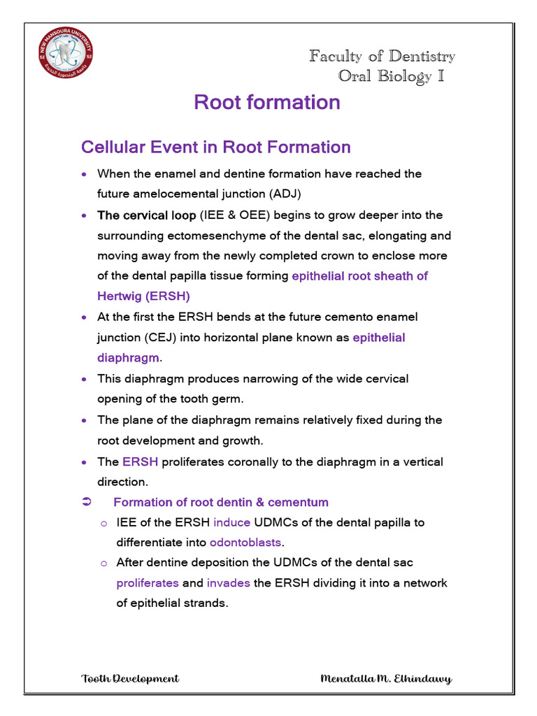 Lecture 2 1 Pdf Human Tooth Tooth Enamel
