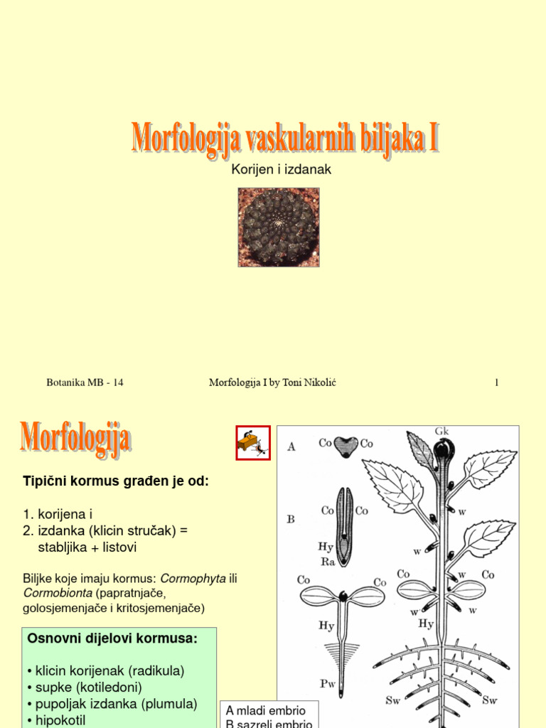 botanika-MB-14-2008-Morfologija I | PDF