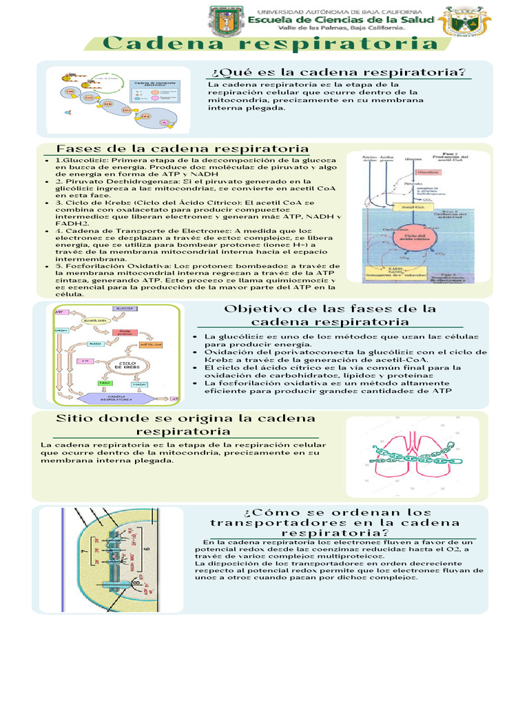 Cadena Respiratoria | PDF | Trifosfato de adenosina | Cadena de transporte de electrones