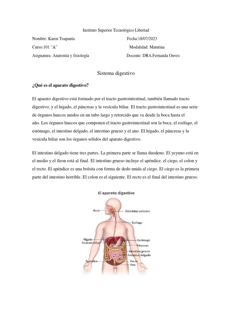 Tarea2.4 - Sistema Digestivo | PDF | Sistema digestivo humano | Digestión
