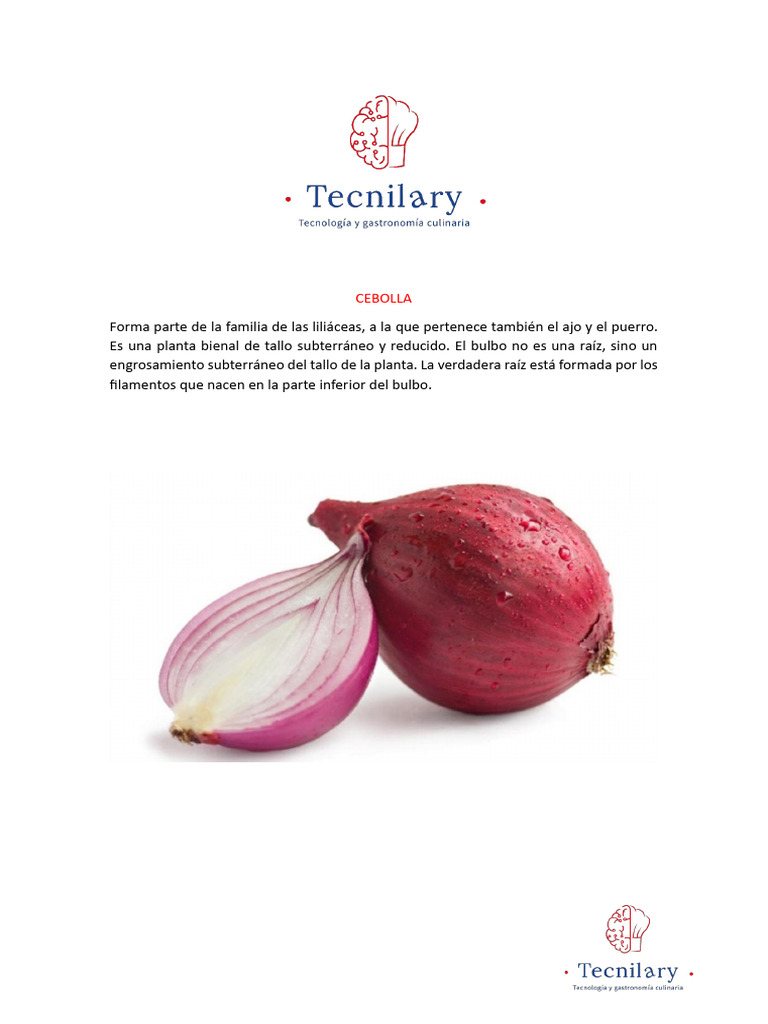 CEBOLLA | PDF | Chalote | Cebolla