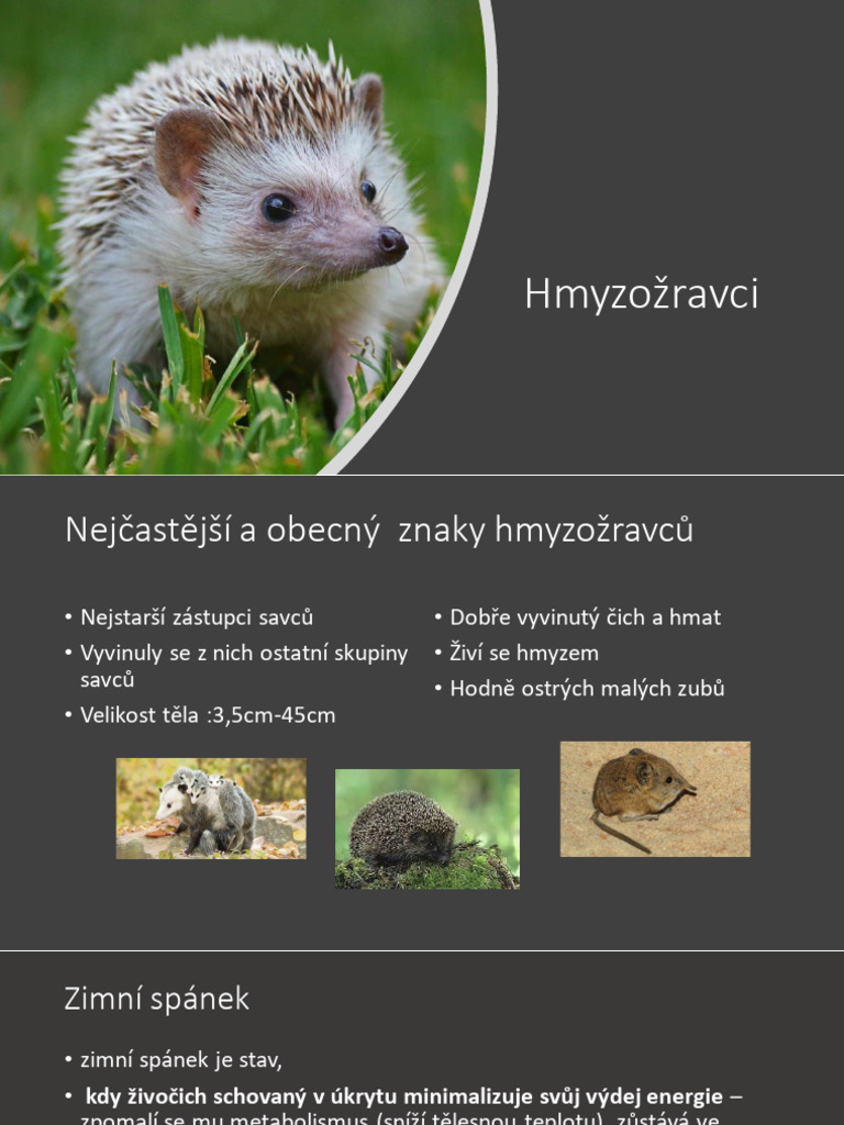 Hmyrožravci Hotovo | PDF