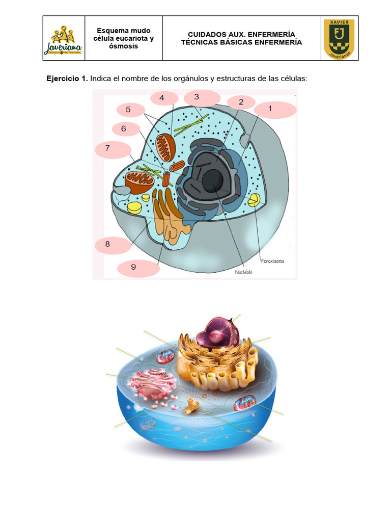 Ficha Nº1 para imprimir - Esquema mudo Célula eucariota y ósmosis.docx | PDF