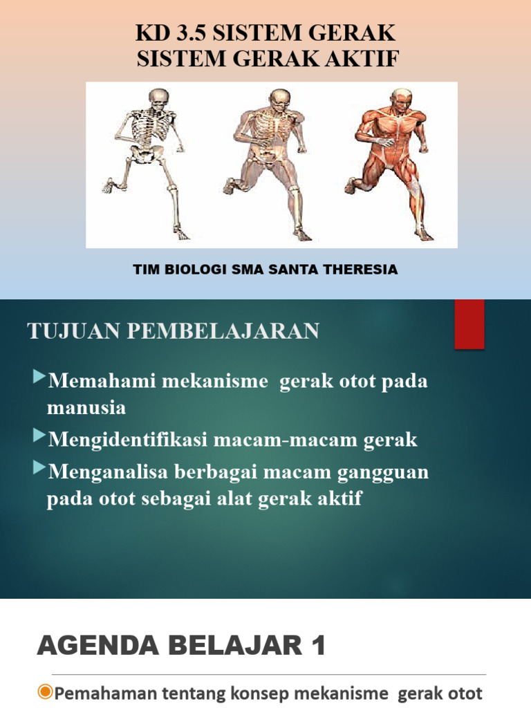 Sistem Gerak Otot Manusia | PDF