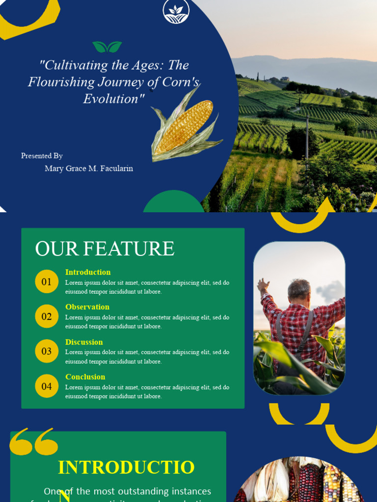 Evolution of Corn from Teosinte | PDF | Maize | Agriculture
