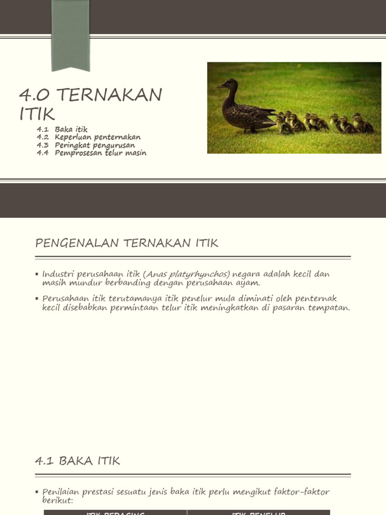 BAB 4 - Ternakan Itik | PDF