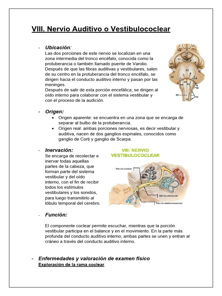 Nervio Vestibulo Coclear | PDF | Escuchando | Cabeza y cuello humanos