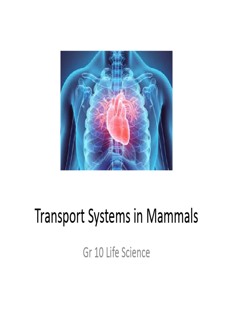 Grade 10 Life Sciences | PDF | Atrium (Heart) | Heart Valve