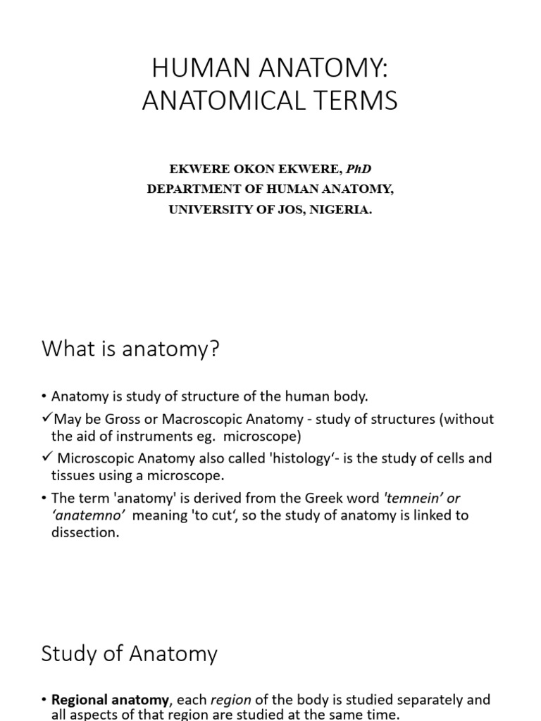 Anatomical Terms | PDF | Anatomical Terms Of Location | Anatomy