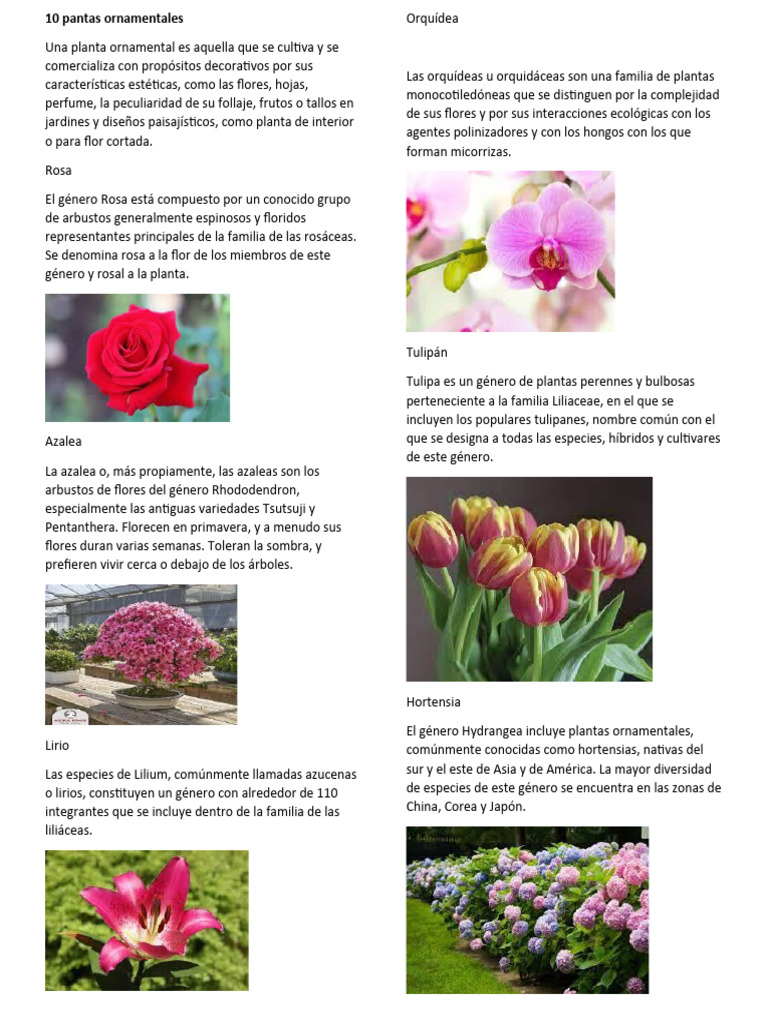 10 Pantas Ornamentales | PDF | Lavandula | Lilium
