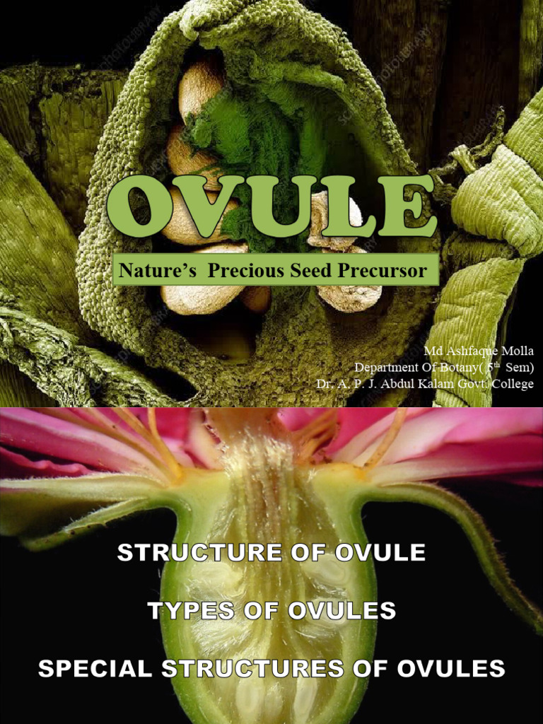 Structure of Ovule | PDF | Wellness | Science & Mathematics