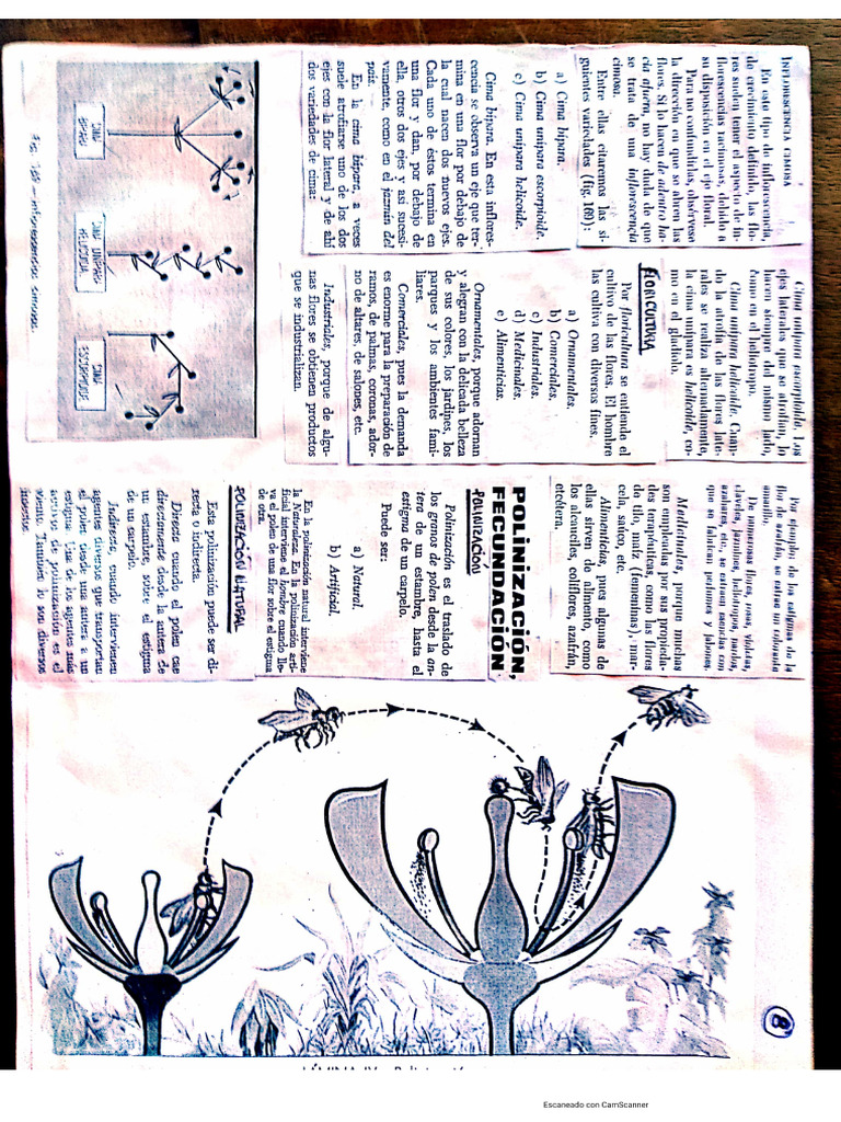 APUNTE DE FLOR 3ra. Parte | PDF