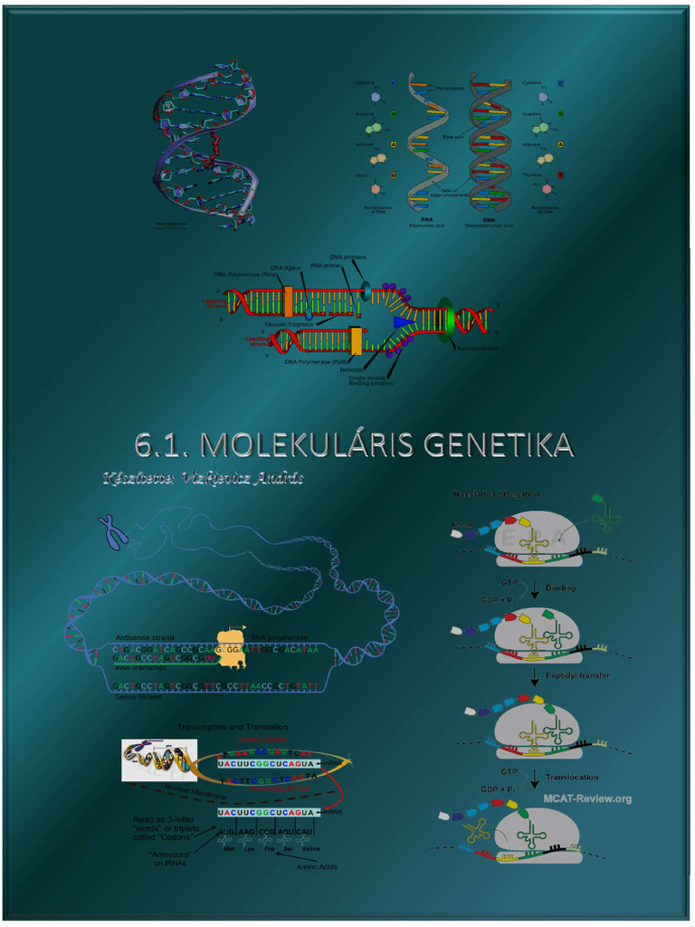 Molekularis Genetika | PDF